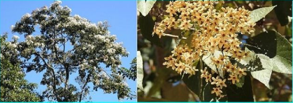 Bocote, una de las maderas más bellas y caras en el mundo ...